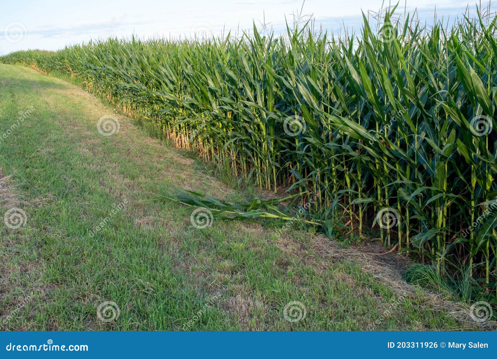 Long Row of Corn Crop Angles Across Green Grass with Copy Space Stock ...