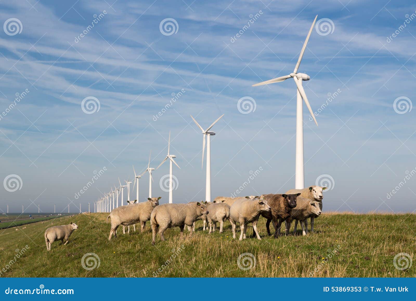 Long Row Dutch Wind Turbines with Herd of Sheep in Front Stock Image ...