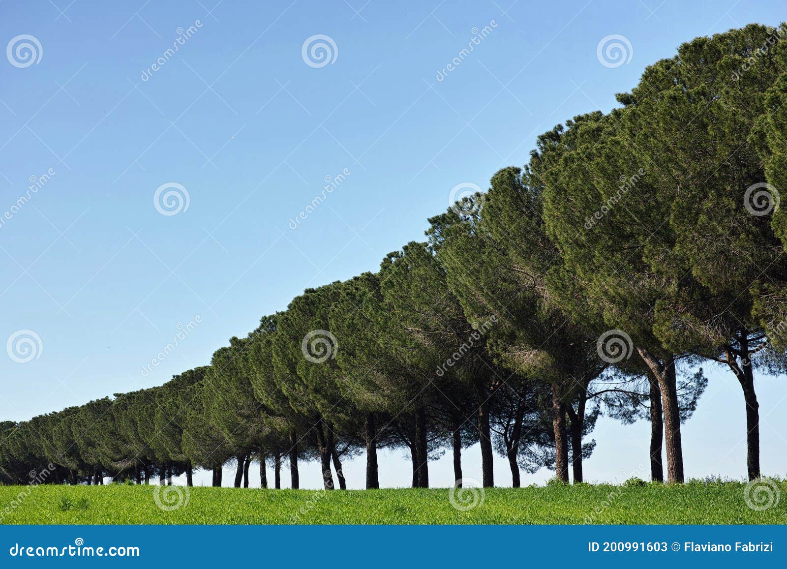 Long row of pines stock image. Image of natures, leaves - 200991603