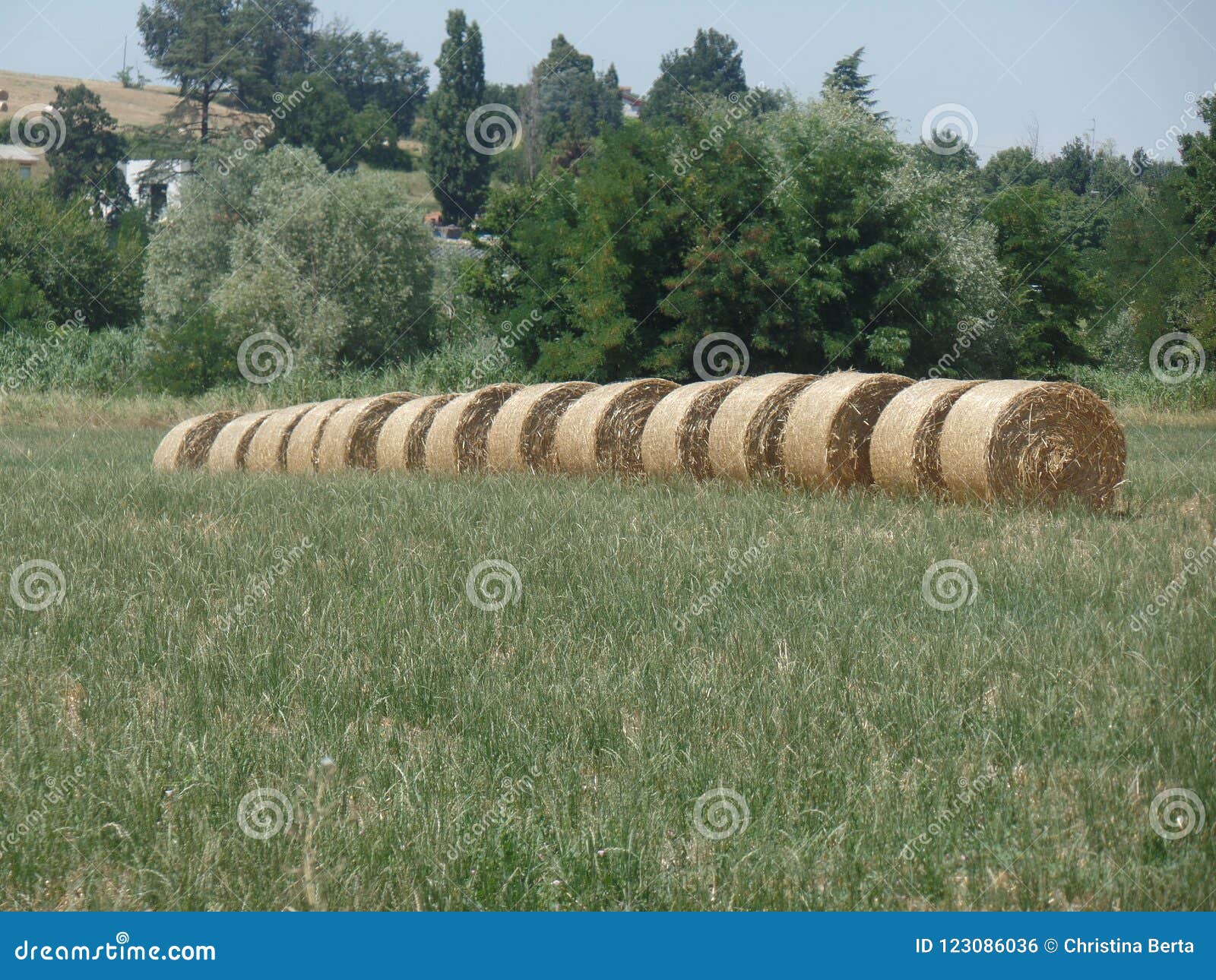 Round Bales of Hay on the Grass Stock Photo - Image of round, brown ...