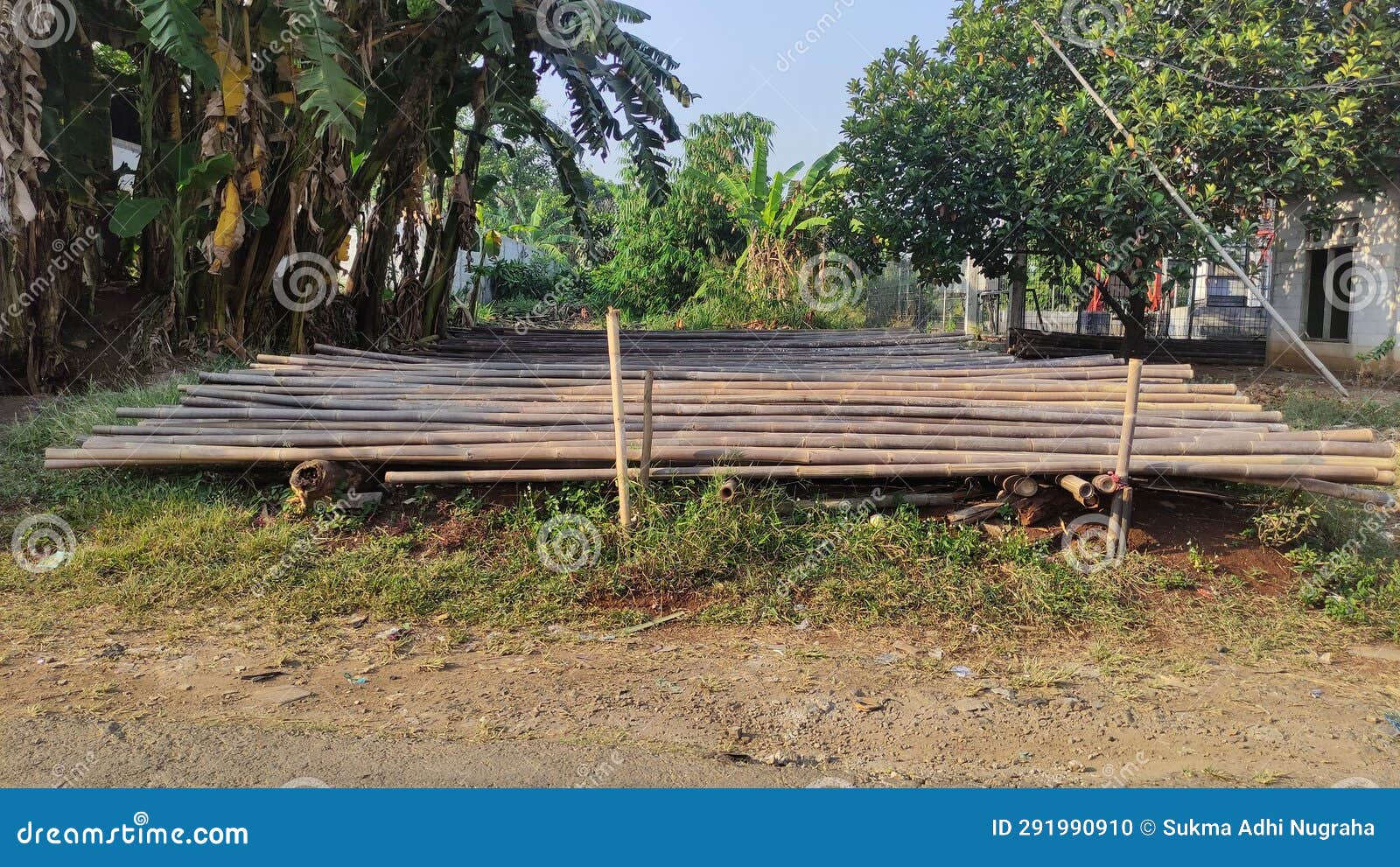 Long rows of bamboo wood stock photo. Image of bamboo - 291990910