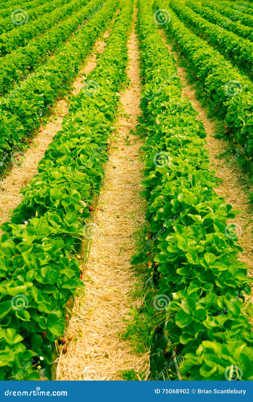 Long Rows Bright Green Strawberry Plants Stock Photo - Image of plants ...