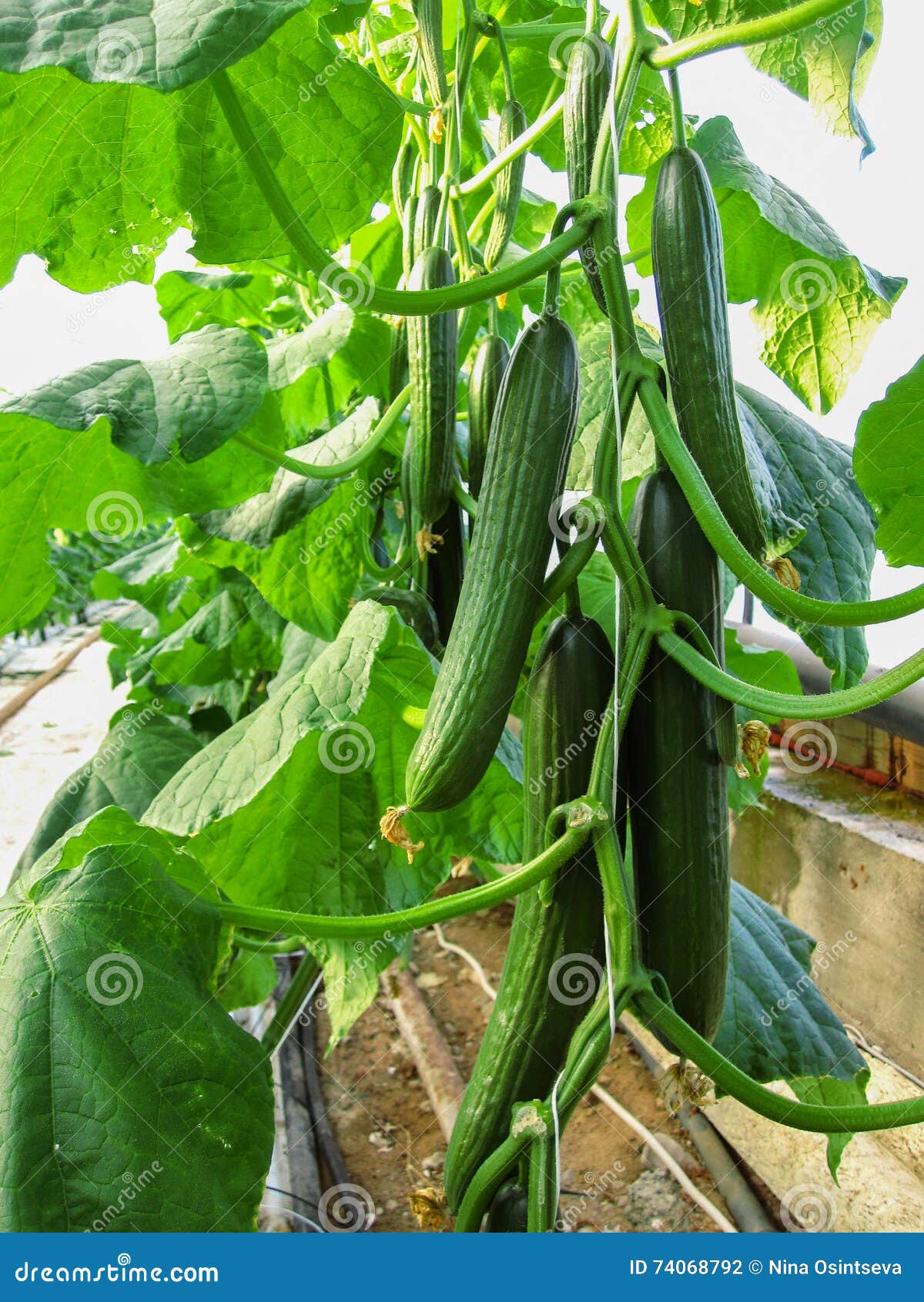 Long Rows of Cucumber Vines To Grow Vertically in the Greenhouse Stock ...