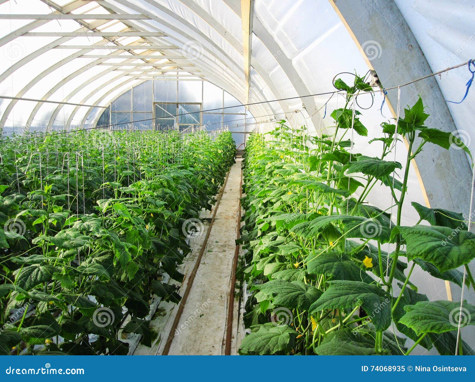 Long Rows of Cucumber Vines To Grow Vertically in the Greenhouse Stock ...