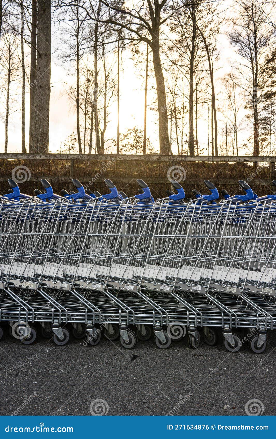 Long Rows of Empty Shopping Carts Waiting for Customers.. Stock Photo ...