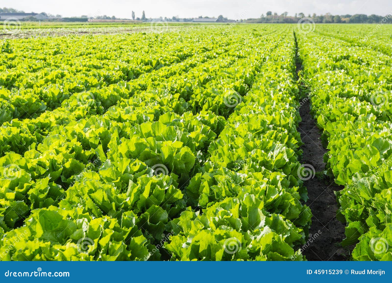 Long Rows of Endive Plants in the Field Stock Image - Image of food ...