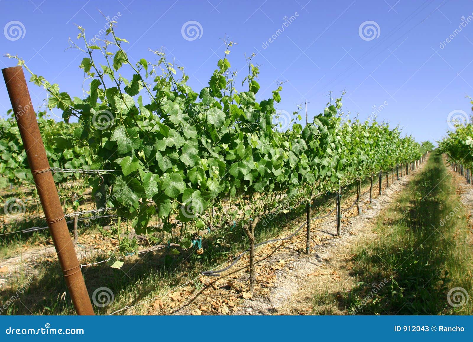 Long rows on grapes stock image. Image of vineyard, champane - 912043