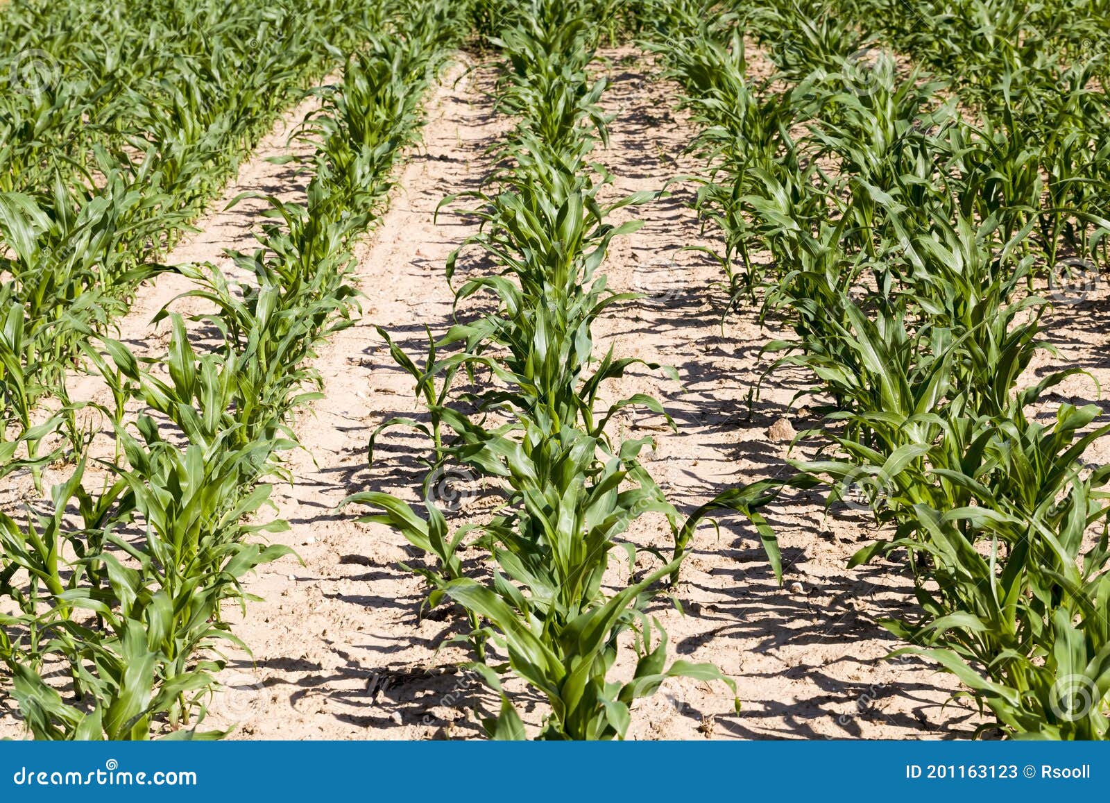 Long Rows of Green Corn Sprouts in Spring or Summer Stock Image - Image ...