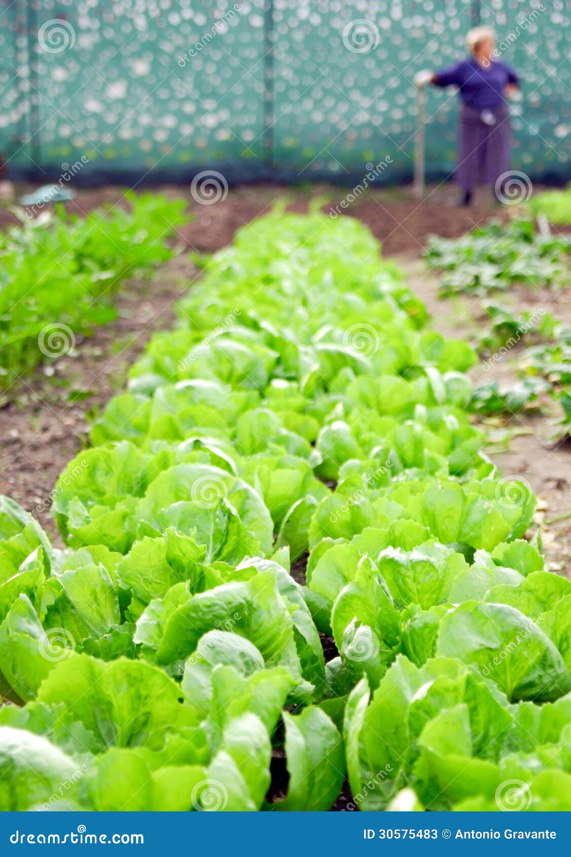 Long Rows of Green Loose Leaf Lettuce Stock Image - Image of healthy ...
