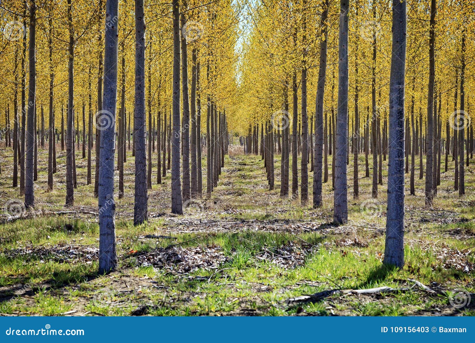 Rows of Trees on a Tree Farm Stock Image - Image of rows, wood: 109156403