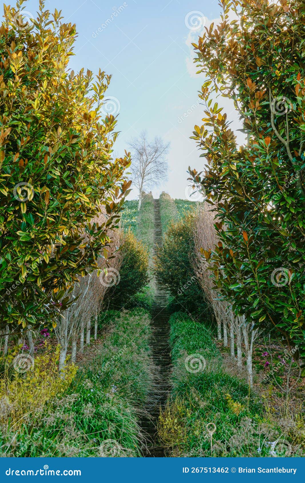Long Path between Trees and Fields Leading To Steps and Crest of Hill ...