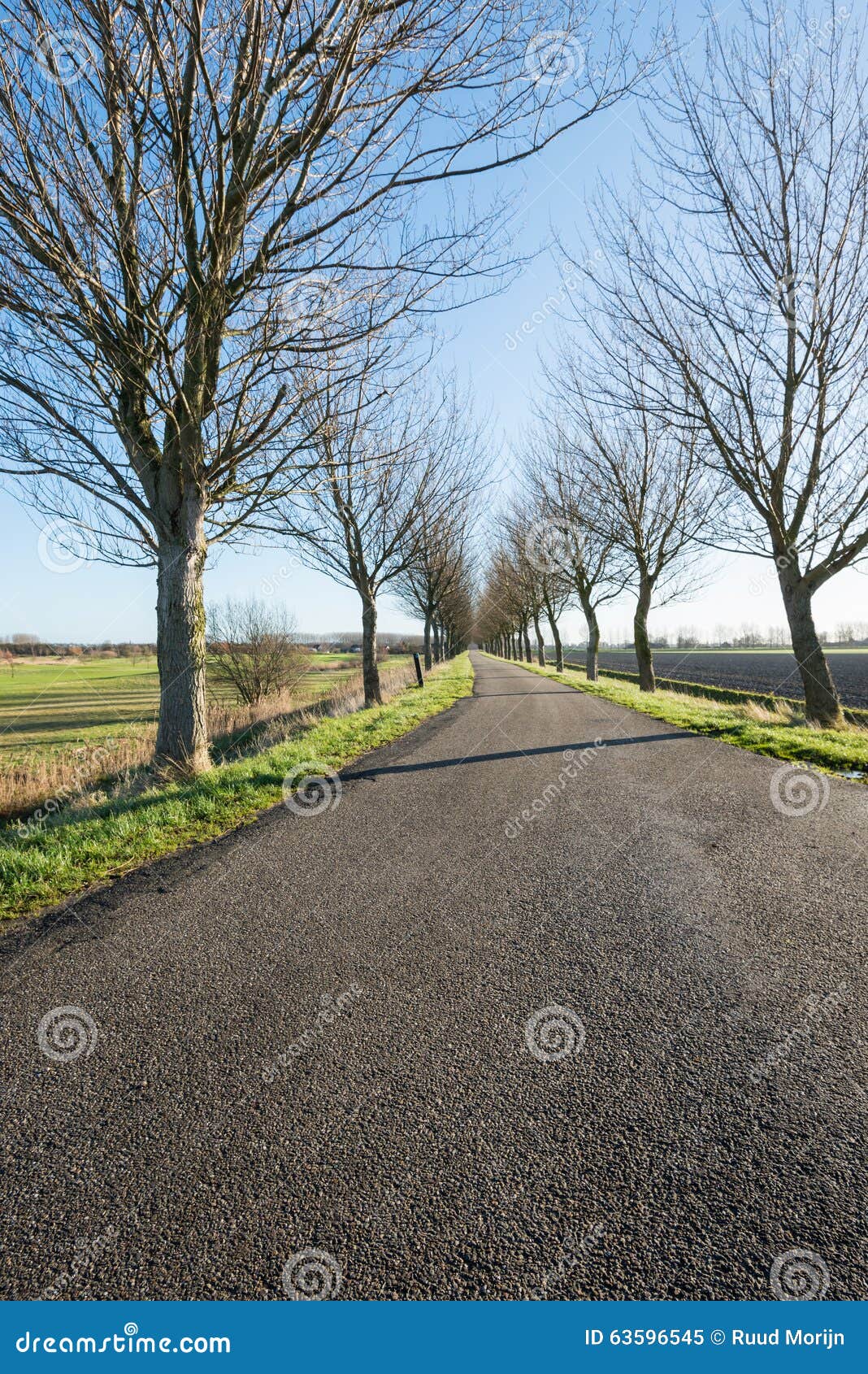 Long Rural Road with Bare Trees on Both Sides Stock Image - Image of ...