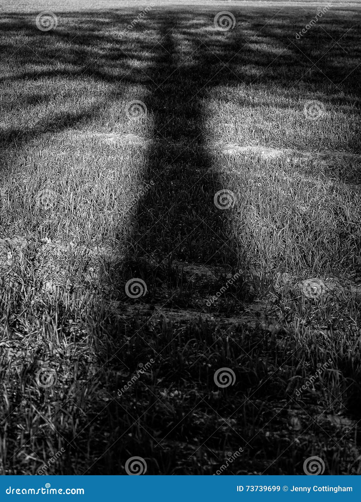 Long Shadow of Single Tree and Branches Stock Image - Image of road ...