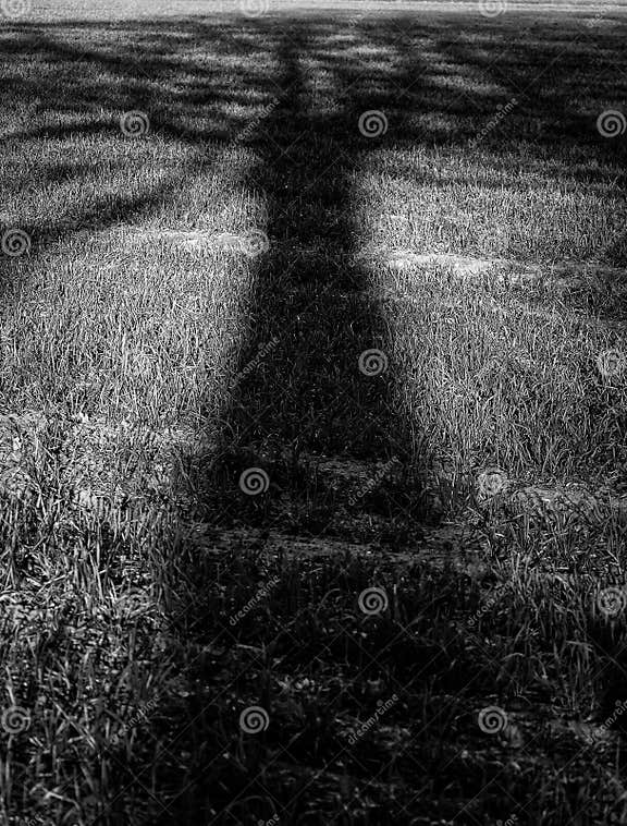 Long Shadow of Single Tree and Branches Stock Image - Image of road ...