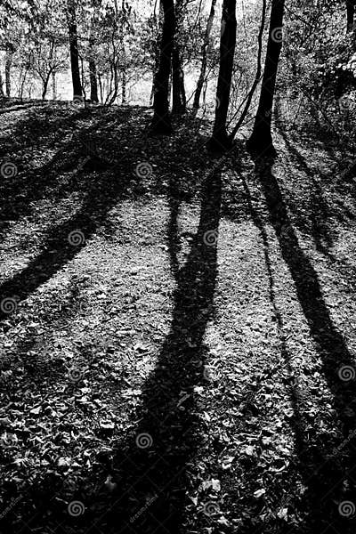 Long shadows stock image. Image of clearing, black, growing - 1746661