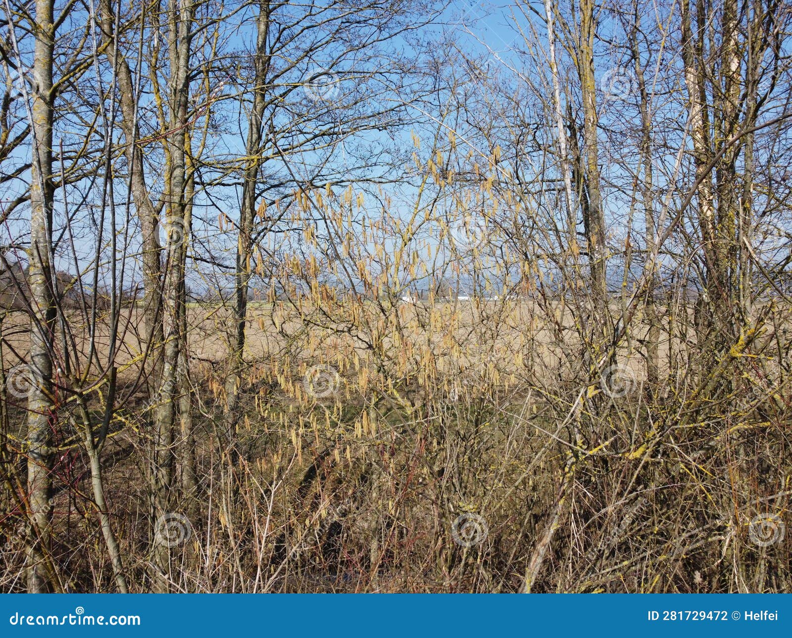 Long Shadows from Avenue Deciduous Trees at Springtime in Bavaria Stock ...