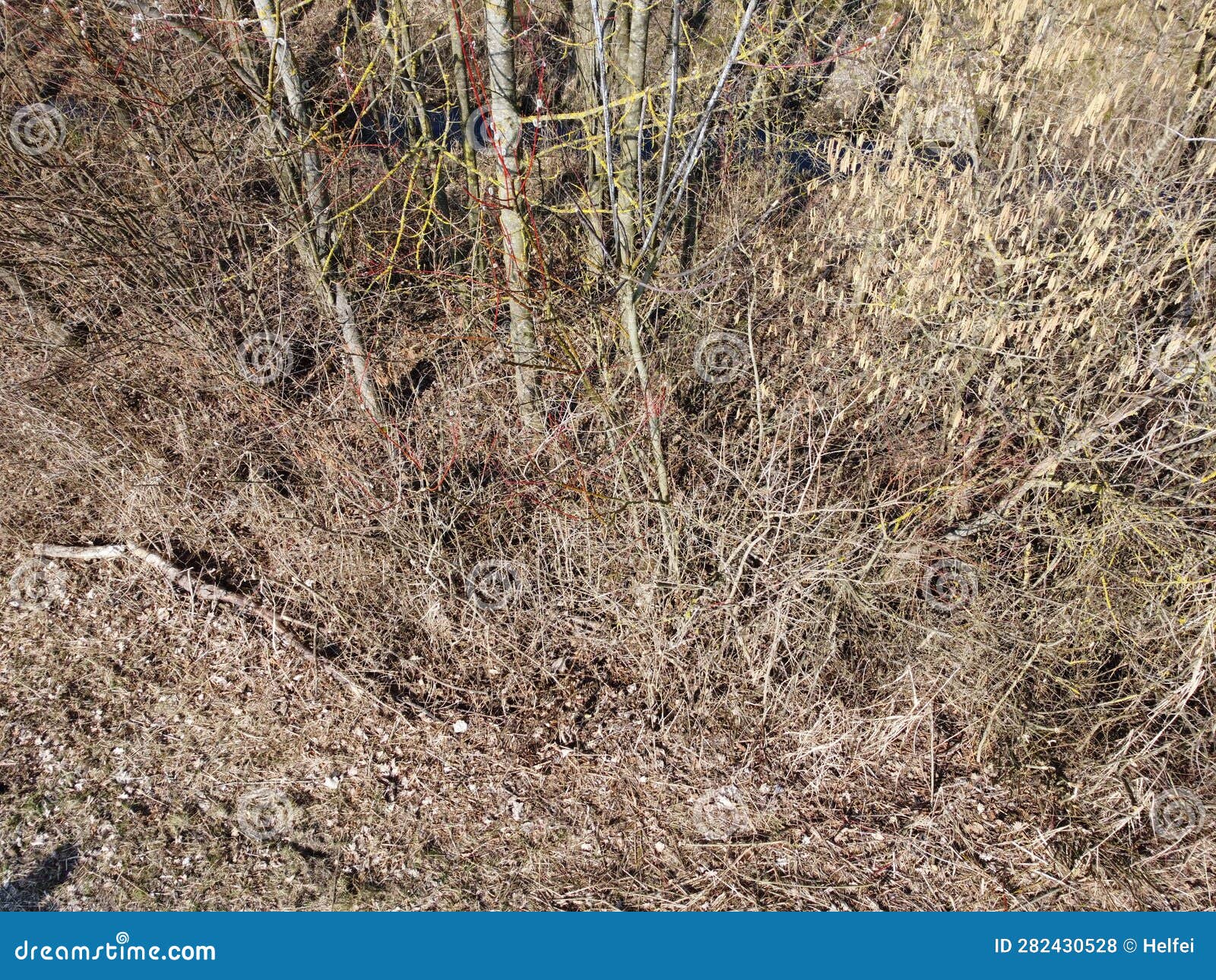 Long Shadows from Avenue Deciduous Trees at Springtime in Bavaria Stock ...