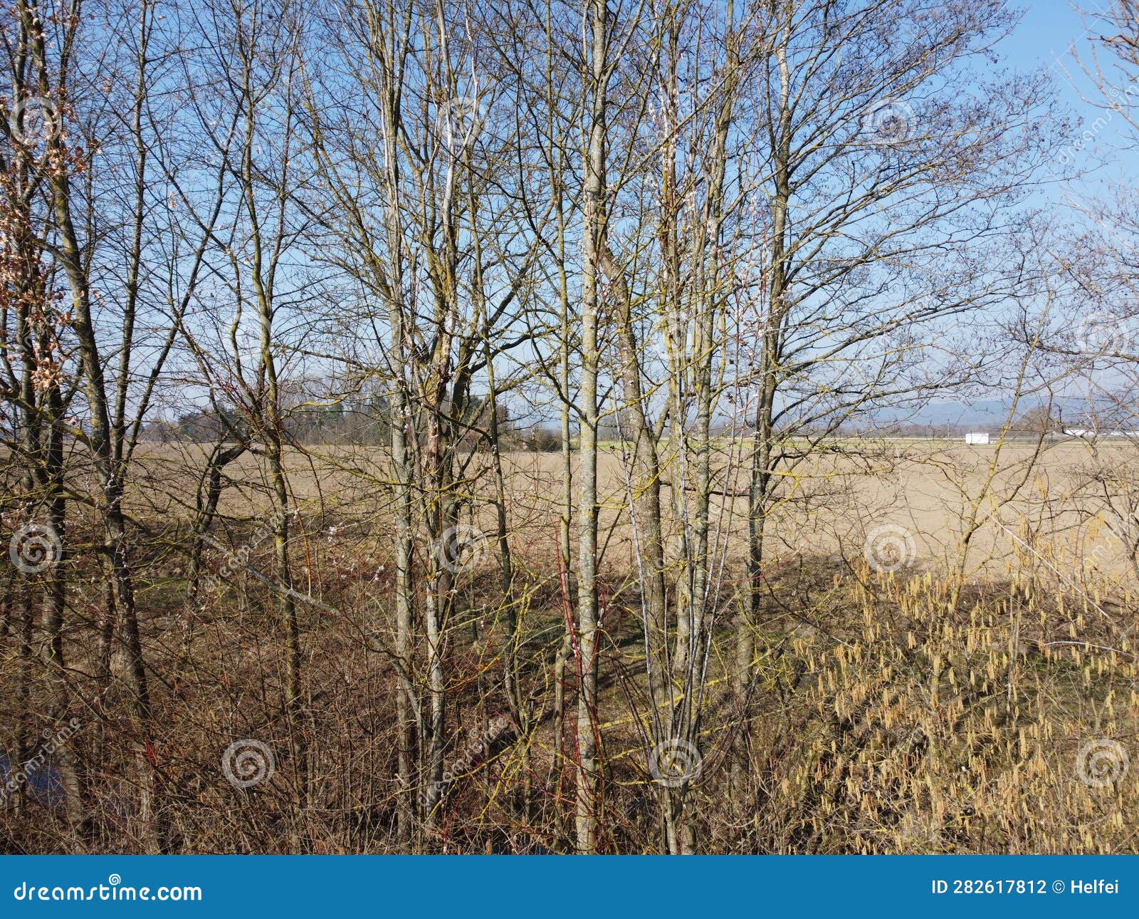 Long Shadows from Avenue Deciduous Trees at Springtime in Bavaria Stock ...