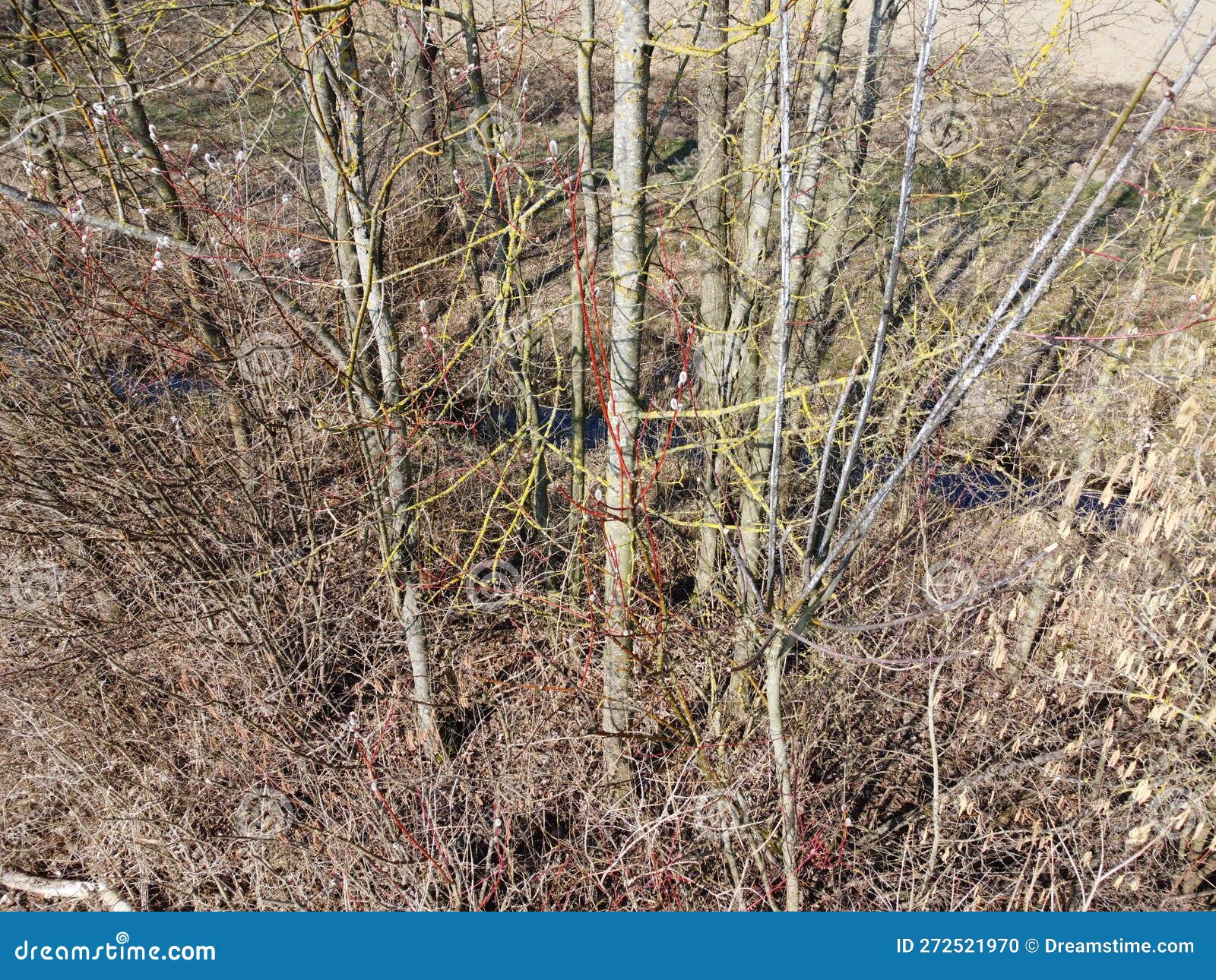 Long Shadows from Avenue Deciduous Trees at Springtime in Bavaria Stock ...