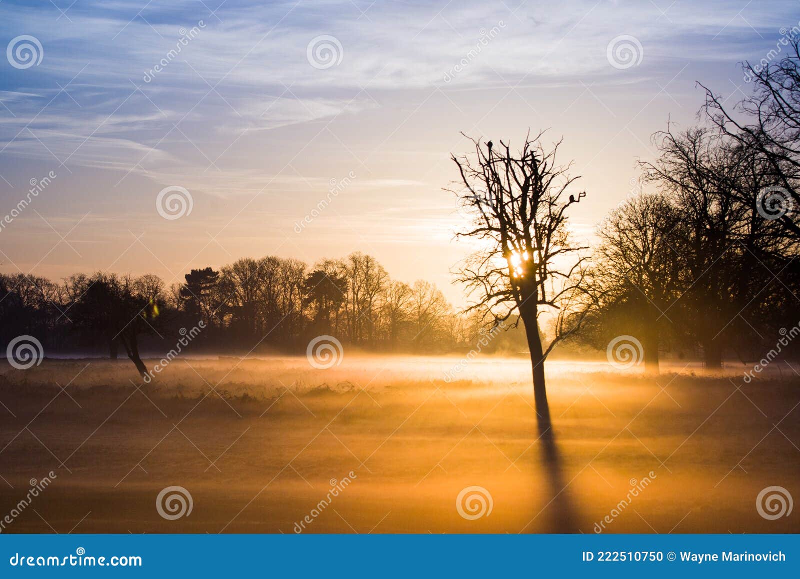 Long Shadows at Dawn in Bushy Park Stock Photo - Image of tourist ...