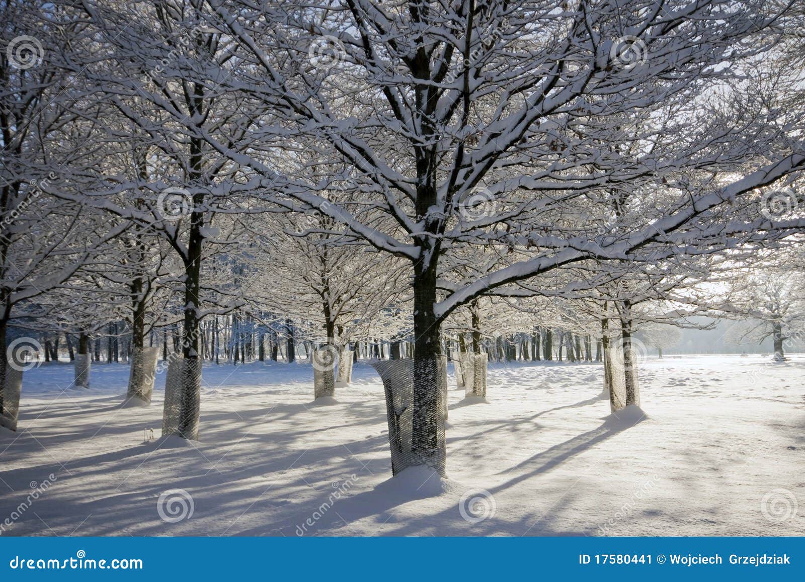 Long Shadows in the Morning Time Stock Image - Image of tree, frosty ...