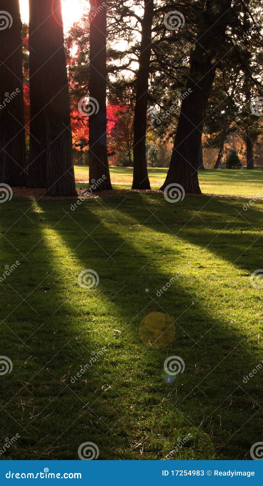 Long shadows in the park stock image. Image of vertical - 17254983