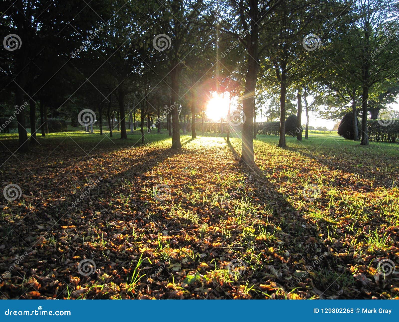 Long Shadows stock photo. Image of sunrays, sunset, sunlight - 129802268