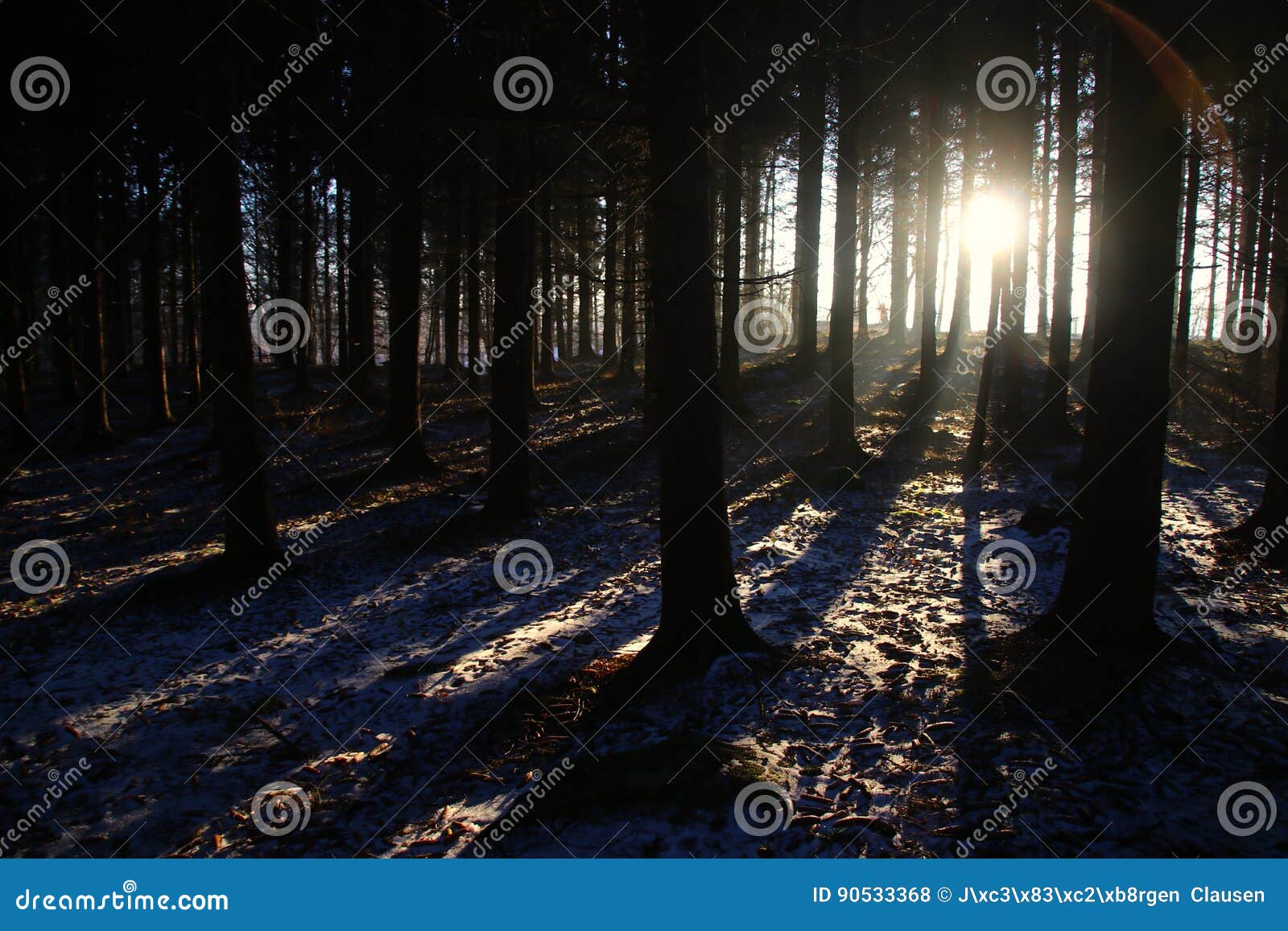 Long shadows at sunrise stock photo. Image of trees, shadows - 90533368