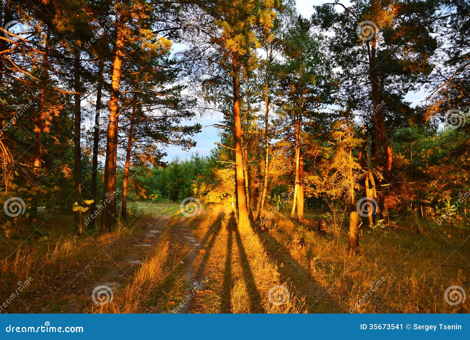 Long shadows at sunset stock image. Image of environment - 35673541