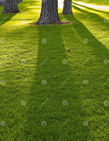 Long Shadows from Tall Trees Stock Image - Image of green, beam: 13413443