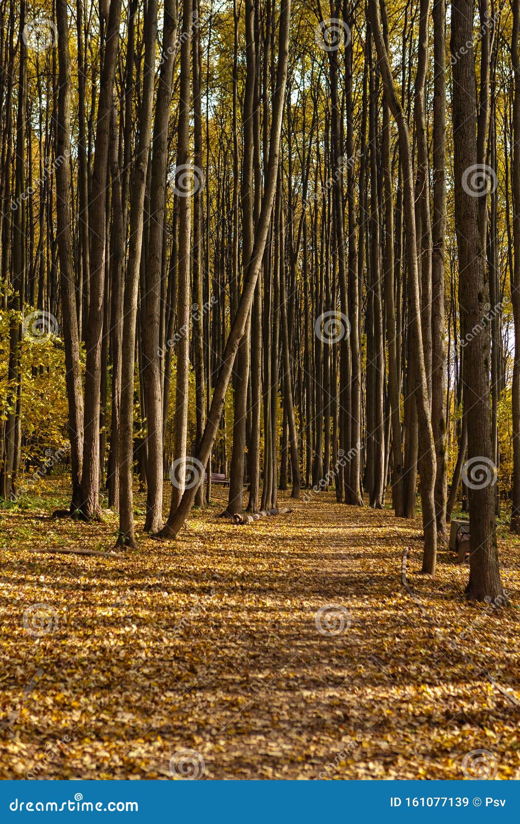 Long Shadows from Tall Trees Stock Image - Image of season, sunrays ...