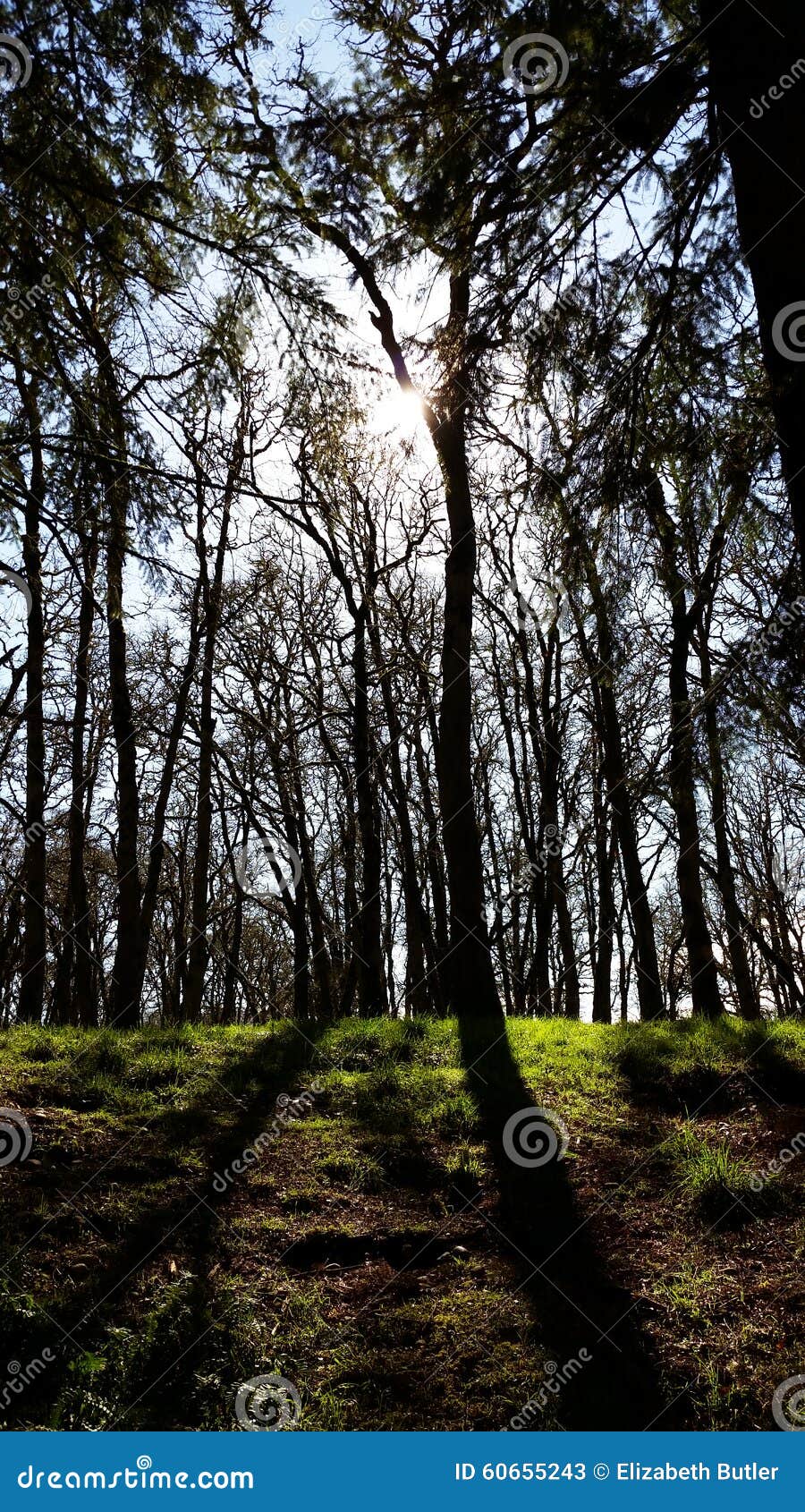 Long Shadows stock image. Image of oregon, tree, shining - 60655243