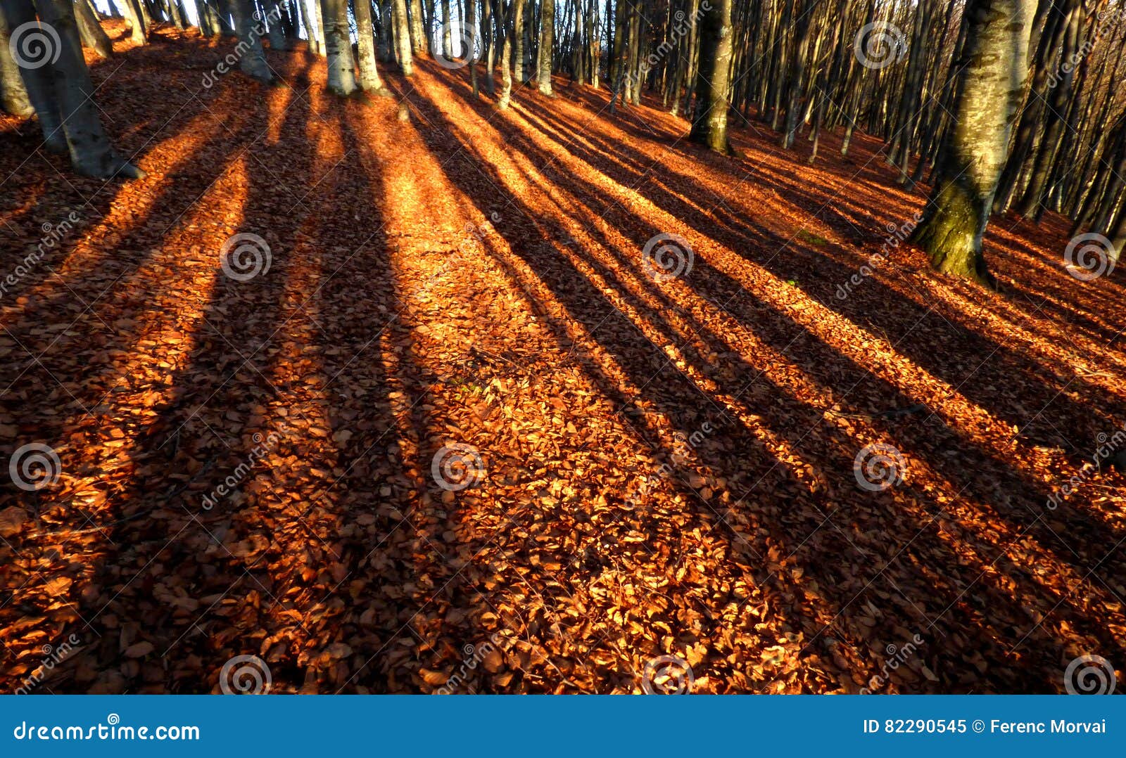 Long shadows of trees stock image. Image of fall, long - 82290545
