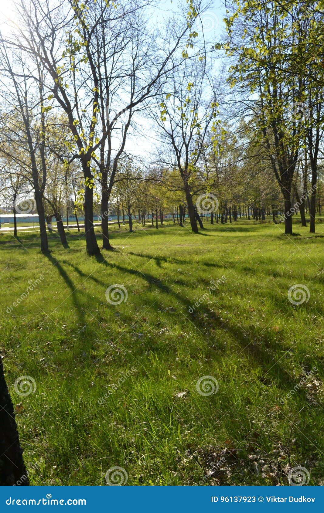 Long Shadows from the Trees in the Early Morning in the Spring Stock ...