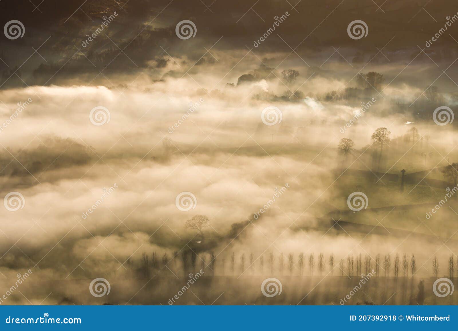 Long Shadows of Trees Emerging through Fog in a Beautiful Rural Valley ...