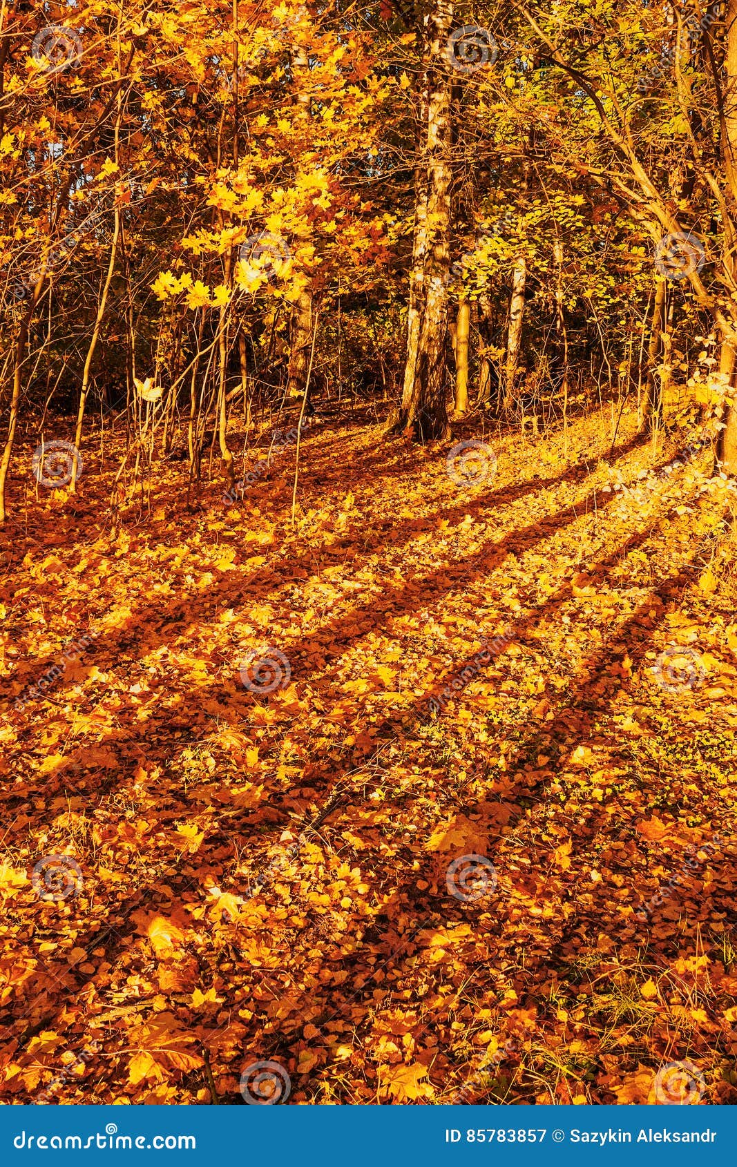 Long Shadows of Trees on Fallen Autumn Leaves in a Forest. Stock Image ...