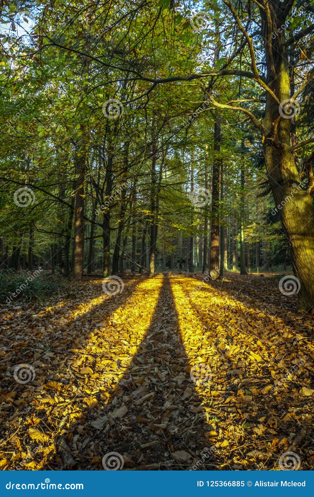 Long Shadows of the Trees Going Deep into the Forest in Portrait Stock ...