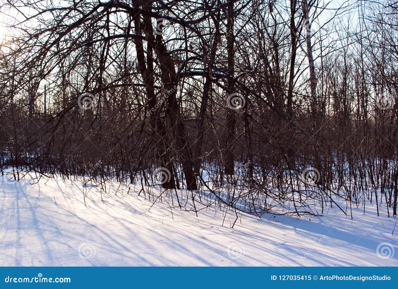 Long Shadows From Trees And On White Snow, Bright Sunlight In The Sky ...