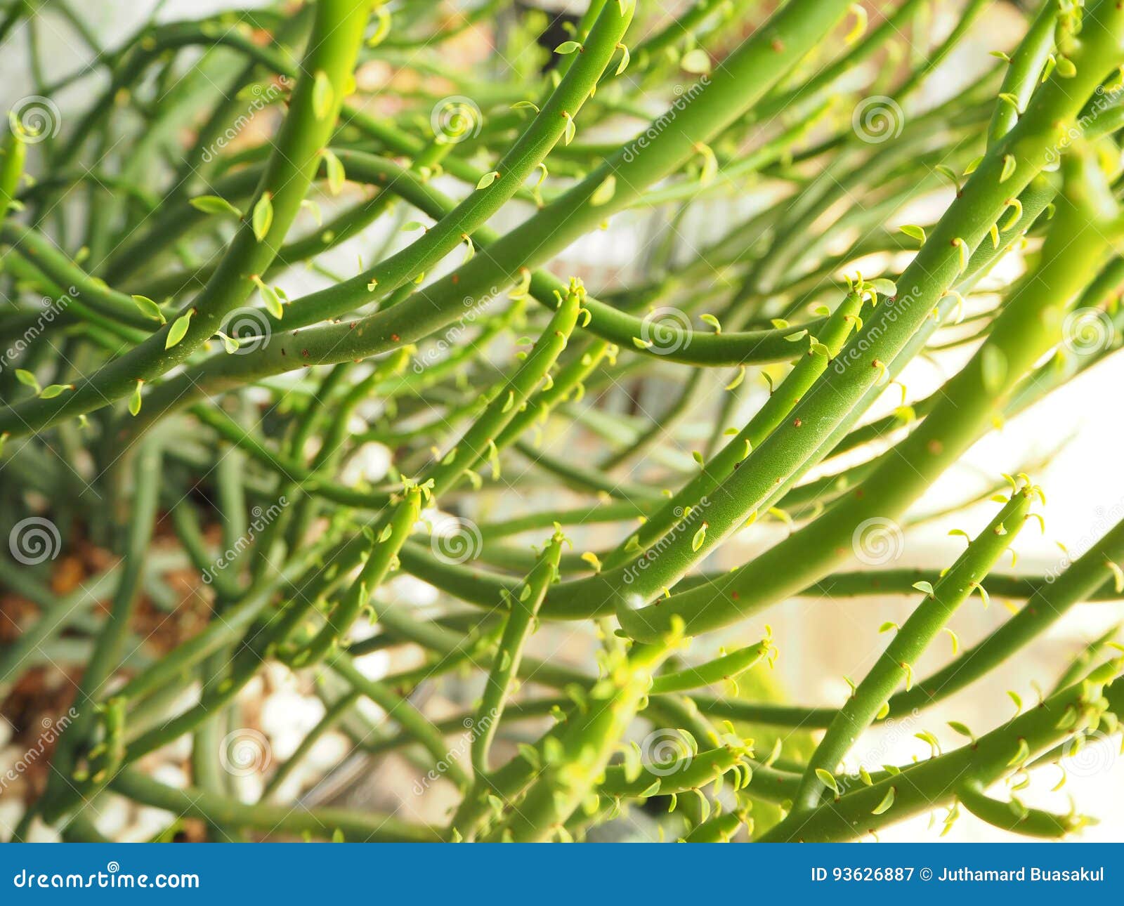 The Long Shape Green Plants with Very Small Leaf Stock Image - Image of ...