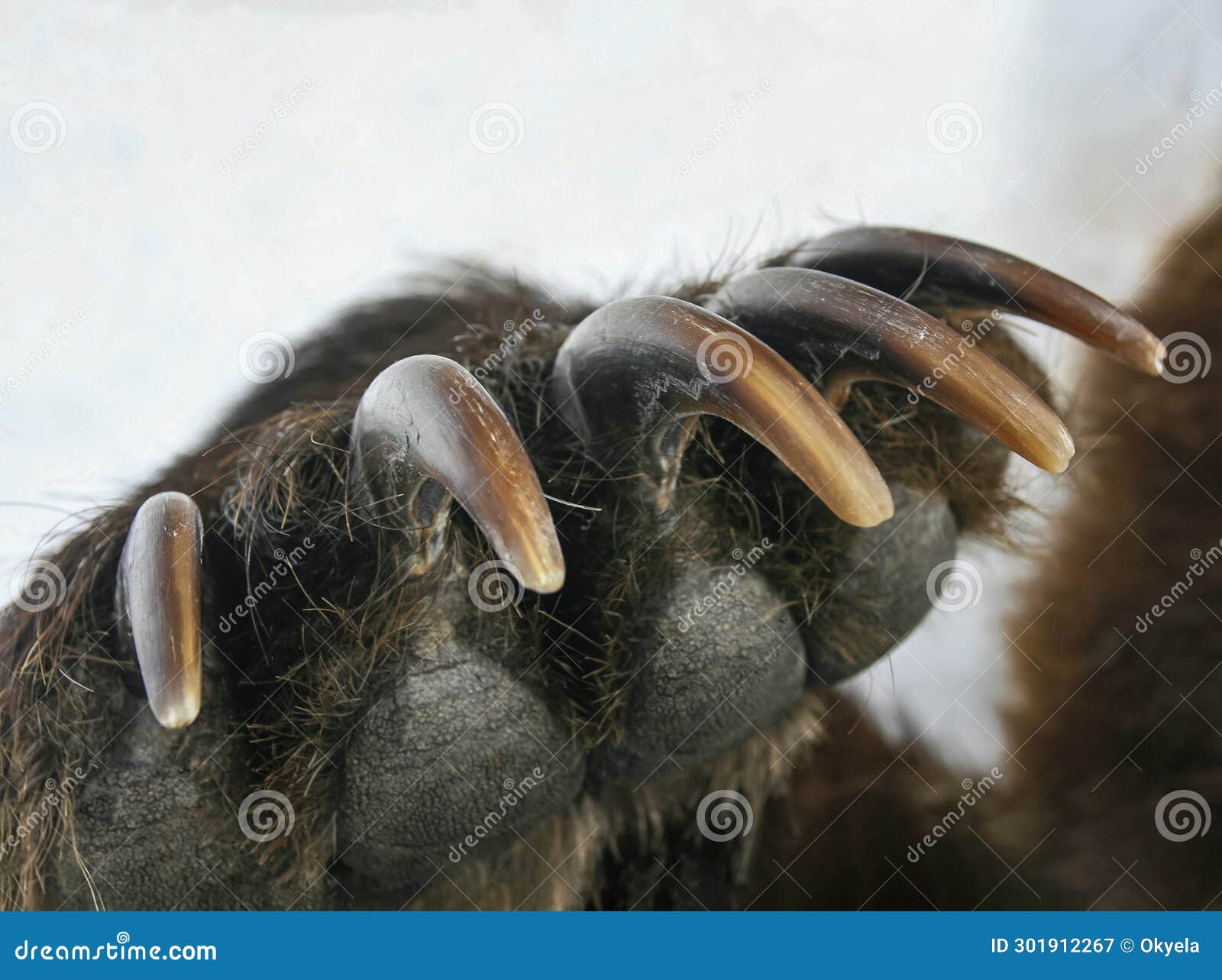 Long Sharp Claws of Brown Bear on the Right Front Paw Stock Image ...