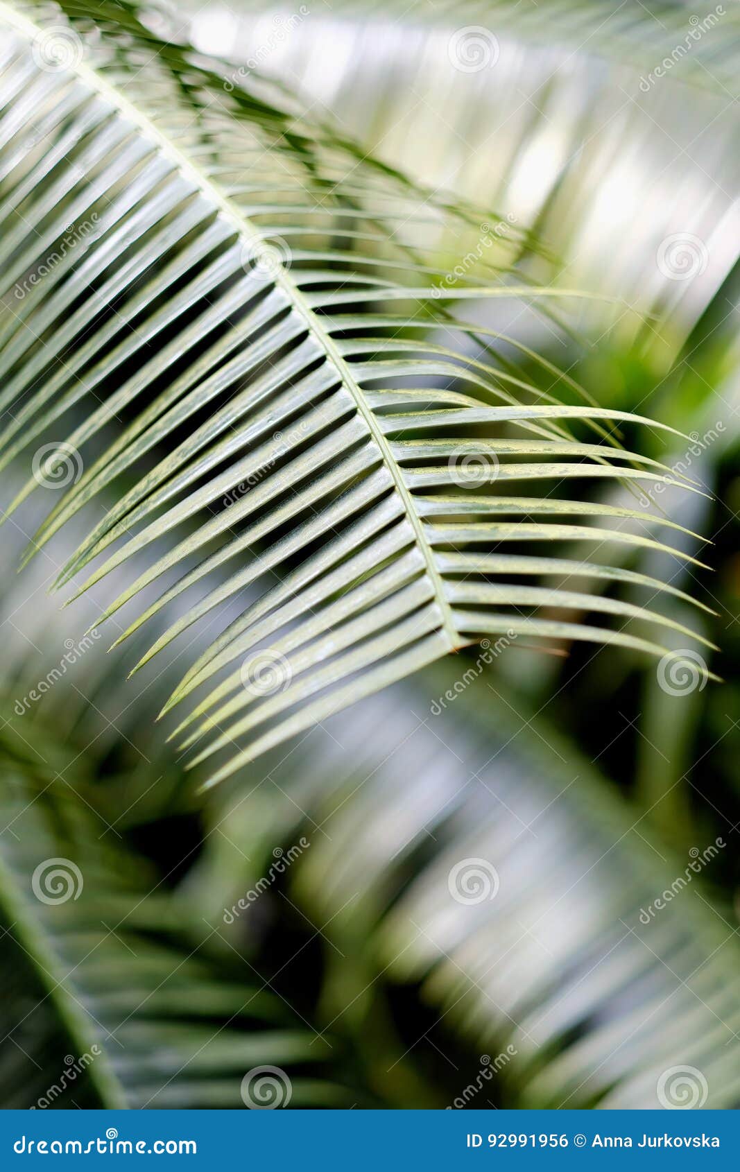 Long sharp leaves stock photo. Image of colorful, botanical - 92991956
