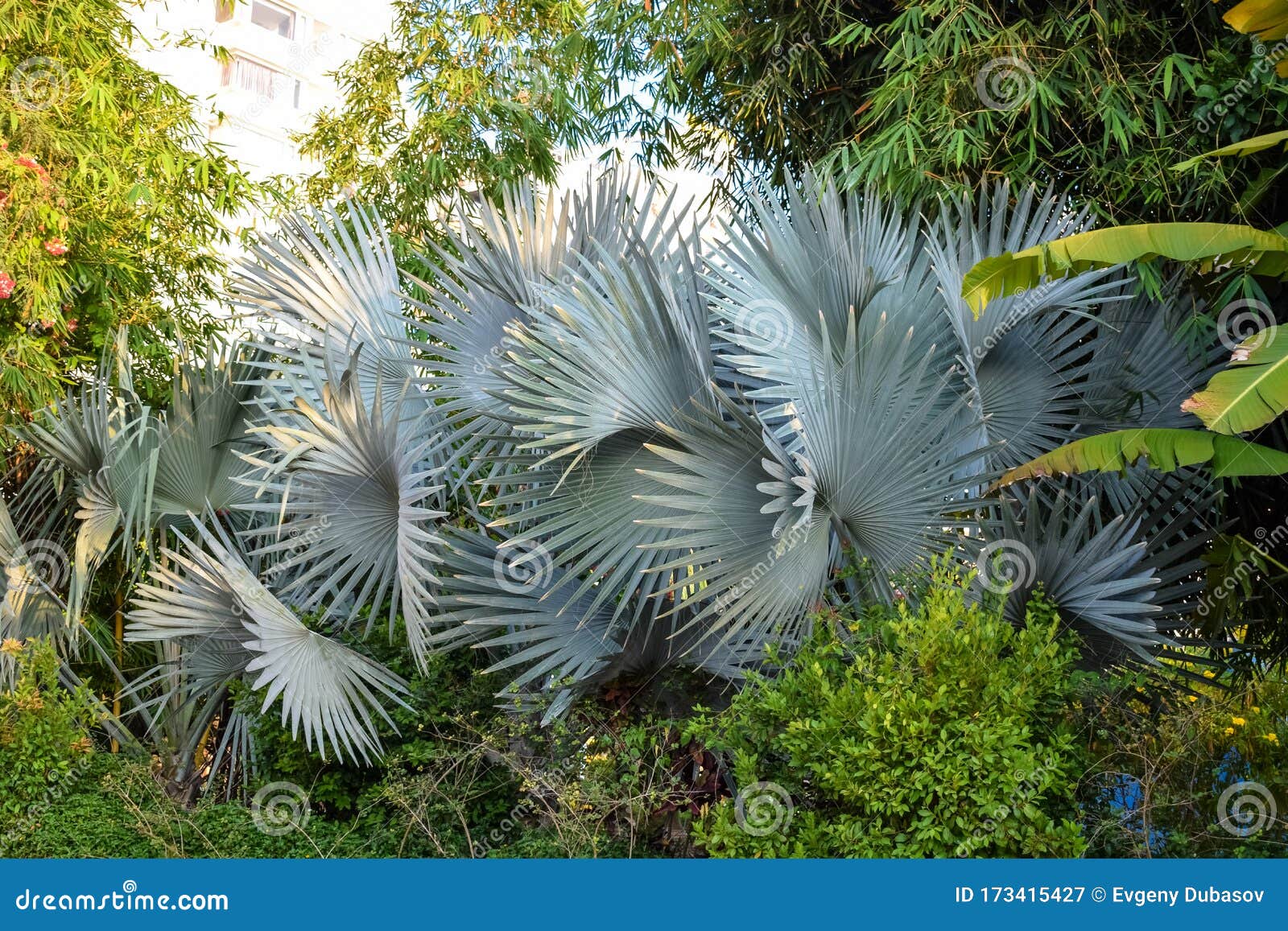 Long Sharp Leaves of Tropical Trees in Asia Stock Image - Image of ...