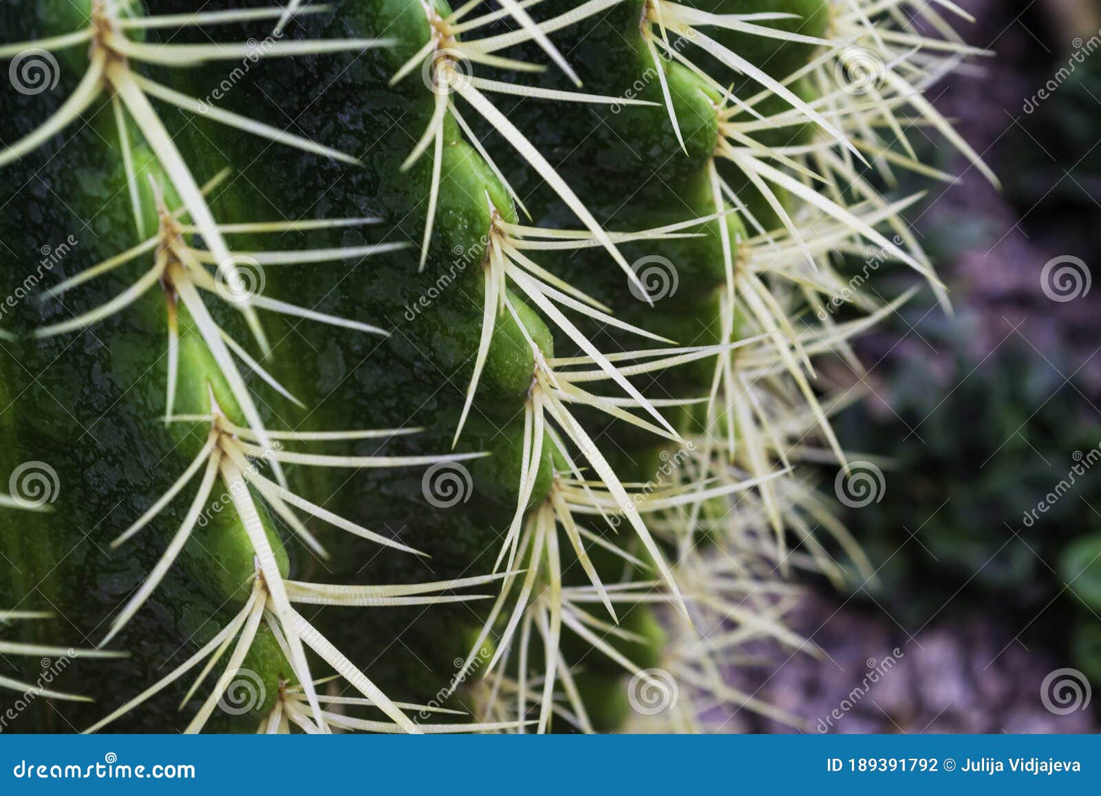 Long Sharp Spines of a Cactus. Macro Photo Stock Photo - Image of ...
