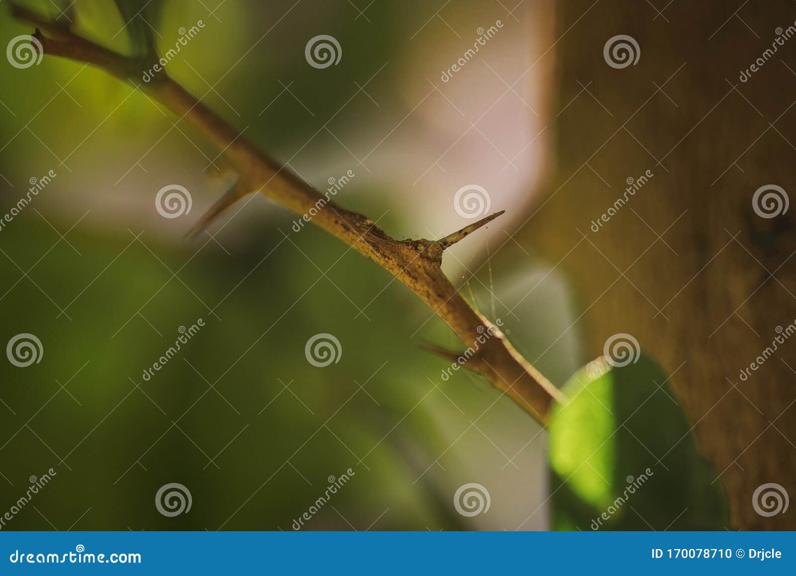 Long and Sharp Thorns or Prickles Protecting a Lemon Tree Stock Photo ...