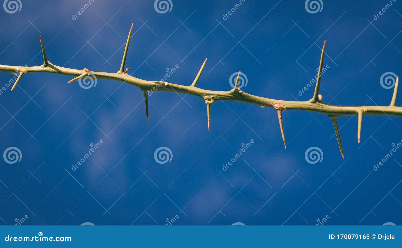 Long and Sharp Thorns or Prickles Protecting a Lemon Tree Stock Image ...
