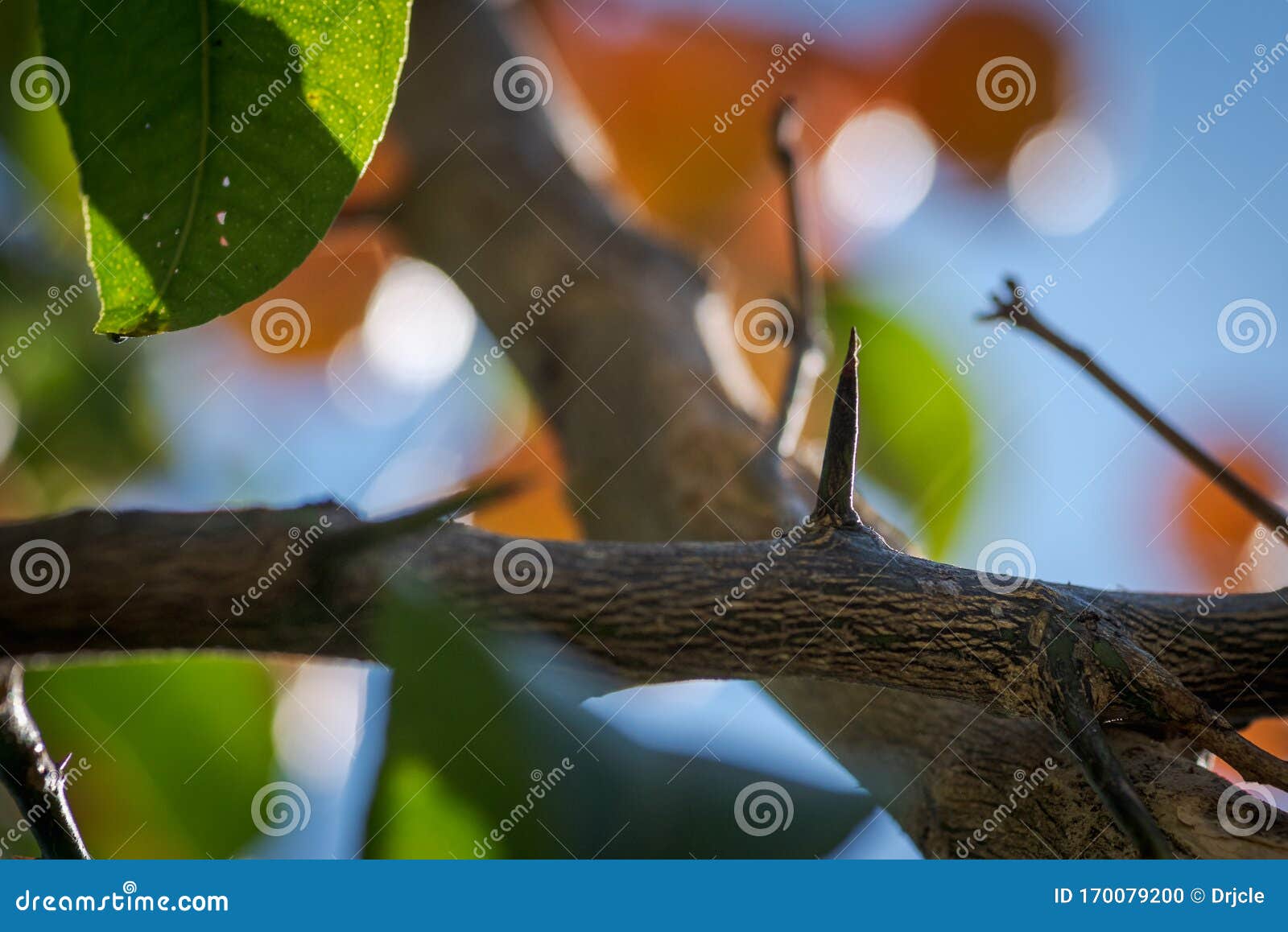 Long and Sharp Thorns or Prickles Protecting a Lemon Tree Stock Photo ...