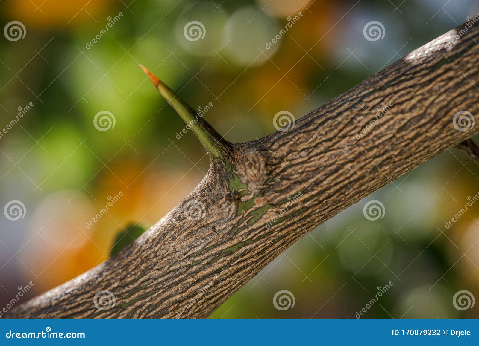 Long and Sharp Thorns or Prickles Protecting a Lemon Tree Stock Photo ...