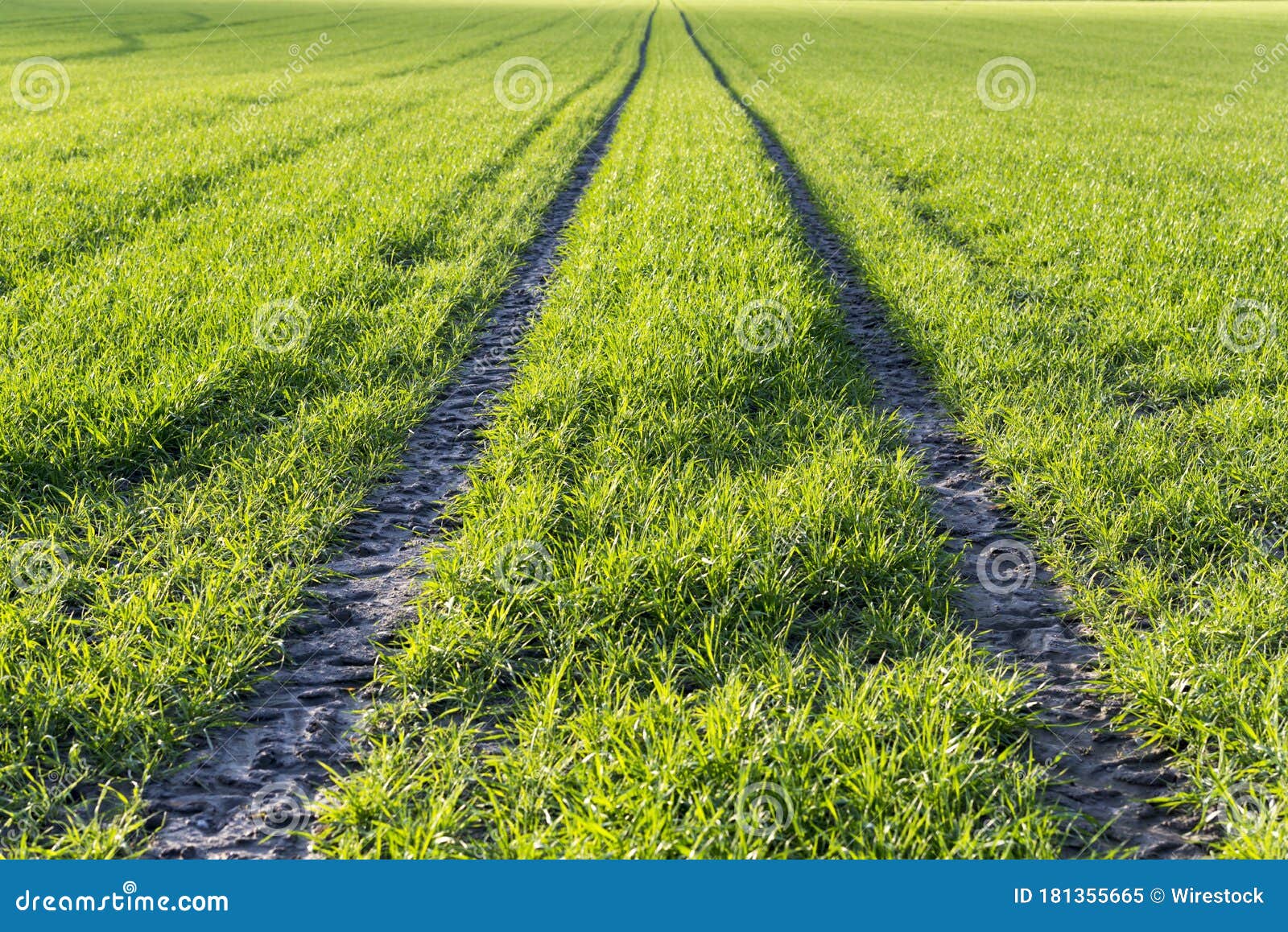 Long Shot of an Agricultural Field Stock Image - Image of farming, crop ...