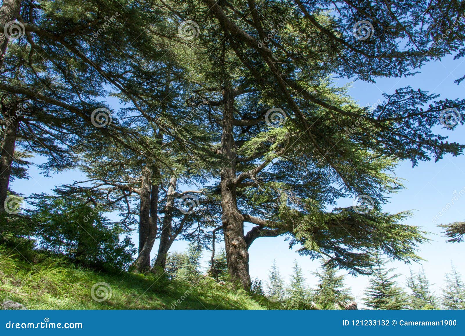 Arz Trees in Arz Forest in North Lebanon Stock Photo - Image of site ...
