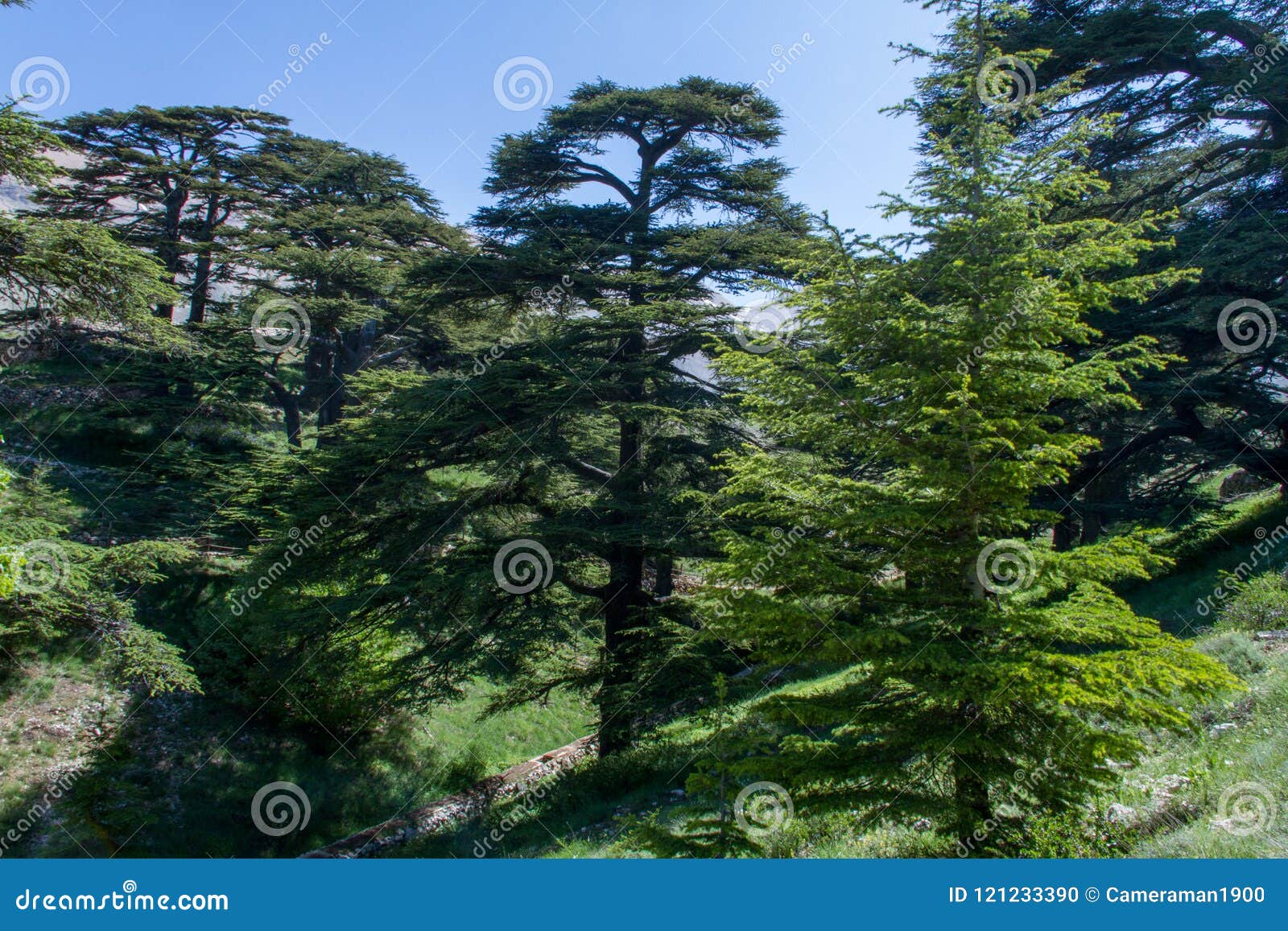 Arz Trees in Arz Forest in North Lebanon Stock Photo - Image of ...